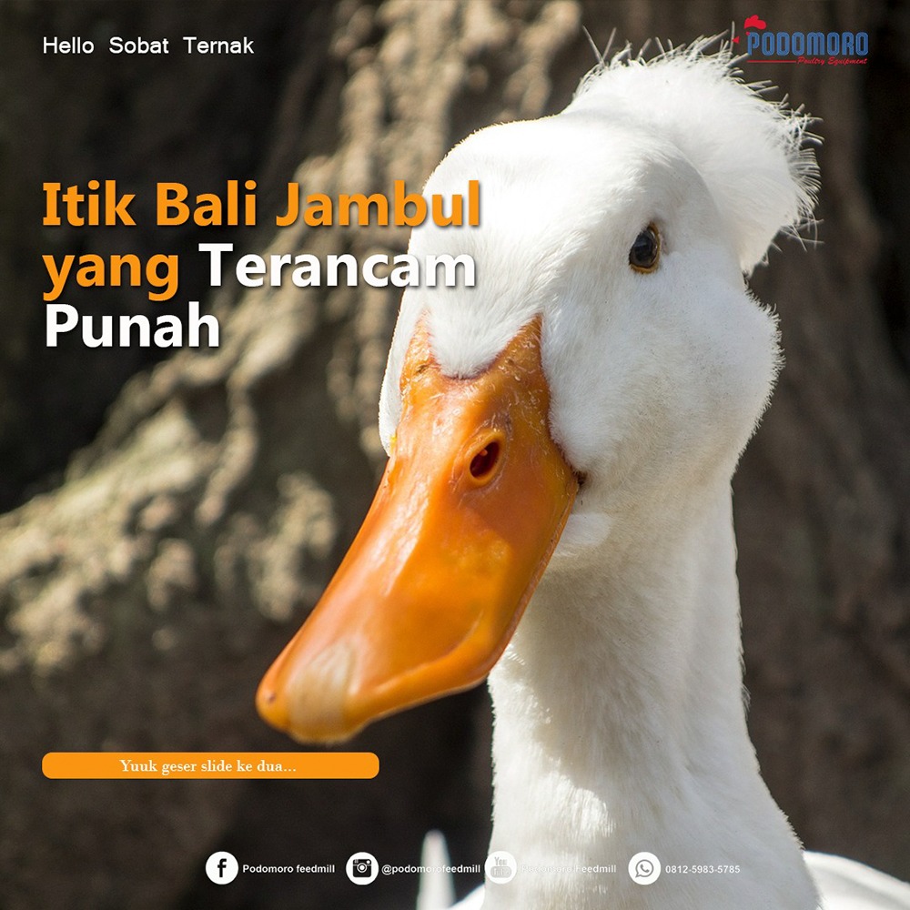 Gambar Mengenal Jenis Bebek Itik Petelur Unggulan Mulai Ciri ...